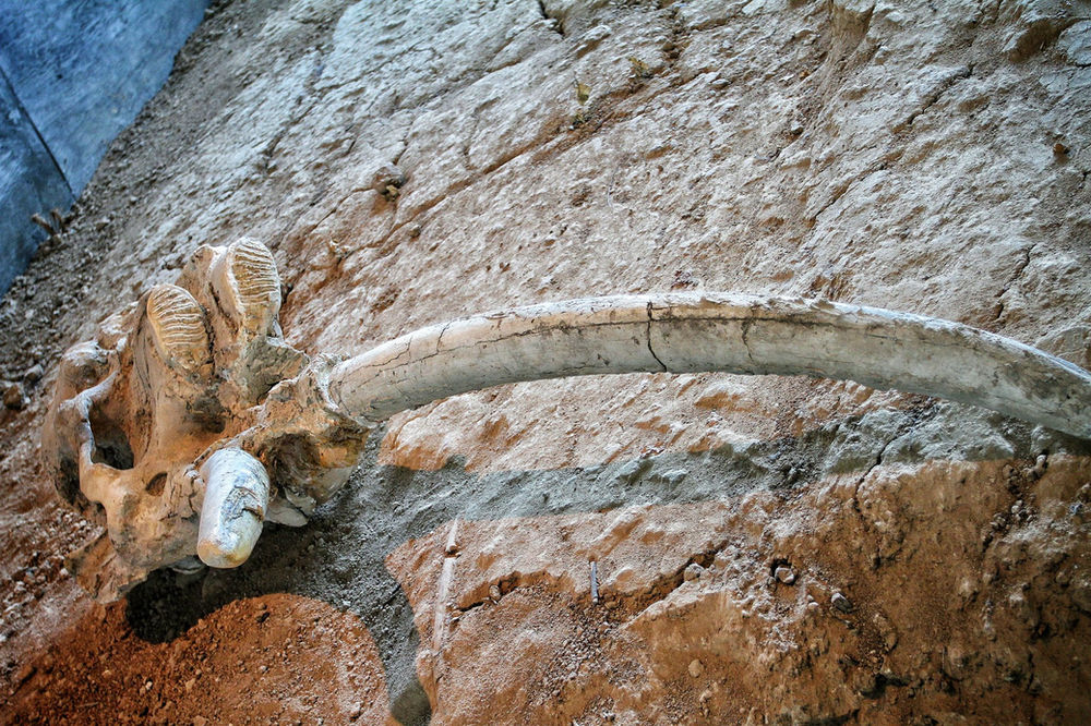 Waco Mammoth National Monument