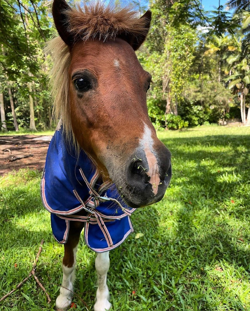 Timmy Update