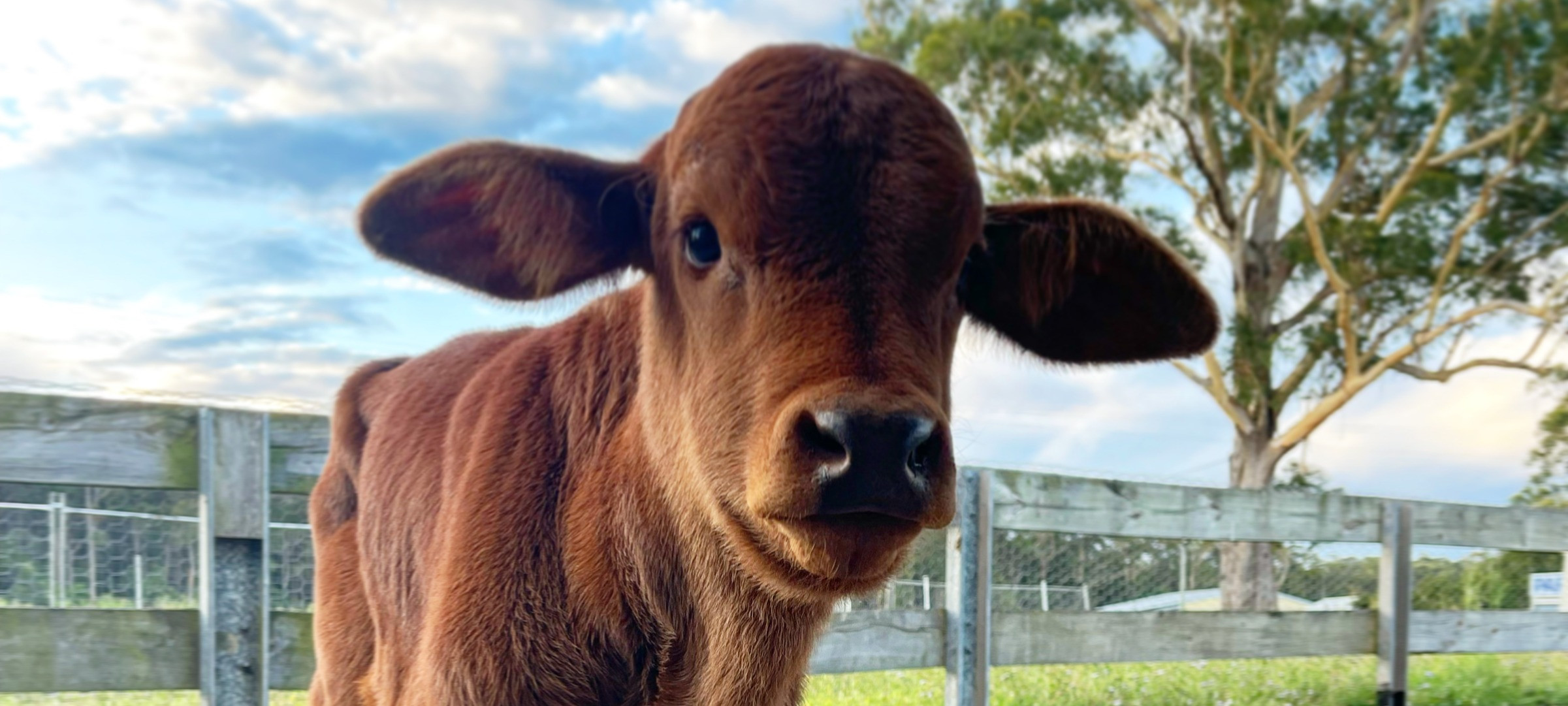 Seymour | Happily Heifer After