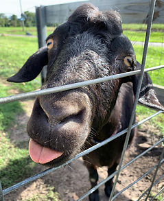 Farm Animal Rescue | Happily Heifer After | Queensland