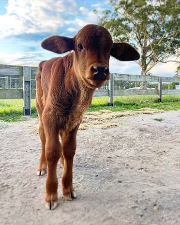 Animal Rescue and Sanctuary | Happily Heifer After | Queensland