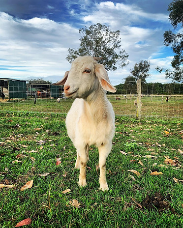 Animal Rescue and Sanctuary | Happily Heifer After | Queensland