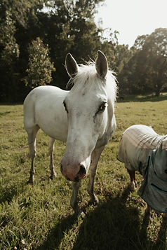 Farm Animal Rescue | Happily Heifer After | Queensland