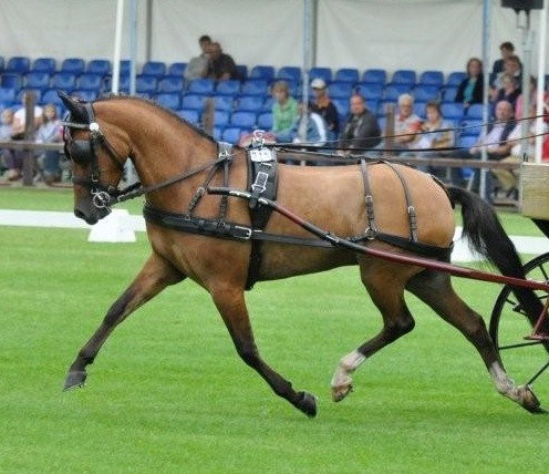 Luxury Leather - single harness | carriagedriver