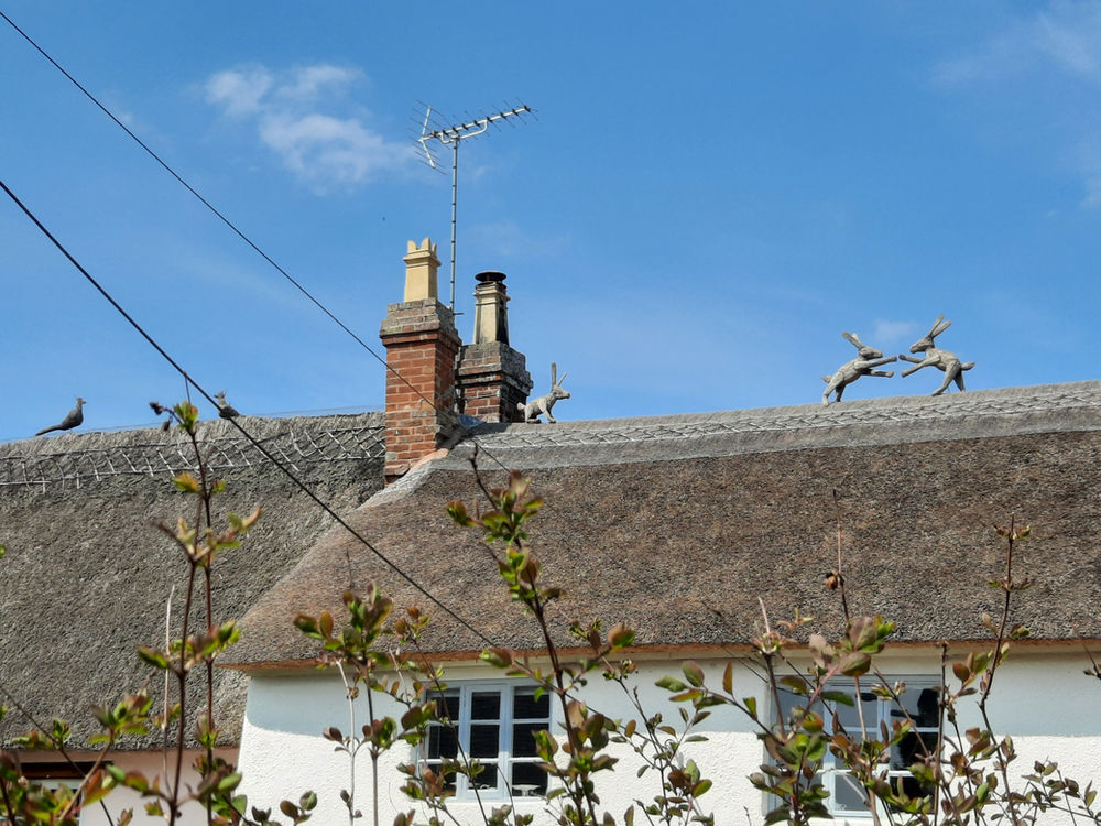 Walter Raleigh's Devon: East Budleigh - Shortwood Common (circular) 4 ...