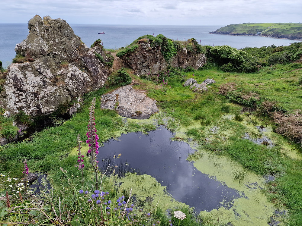 41. Cornwall Coast Path: Lizard Village to Cadgwith via Kynance Cove ...