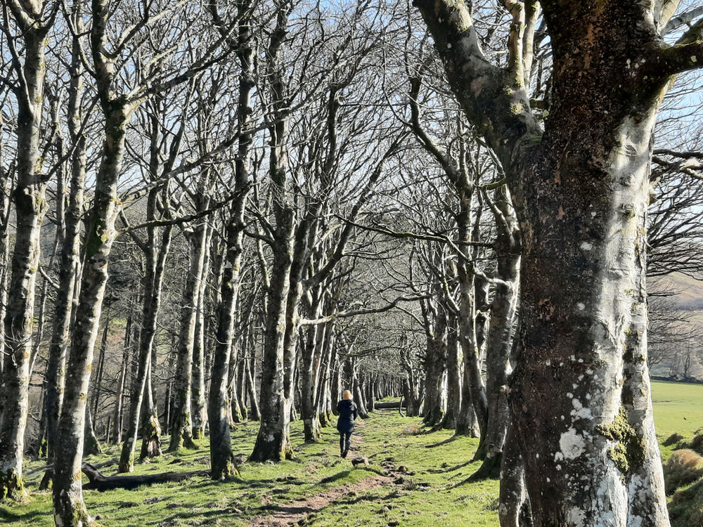 7. Exmoor: Simonsbath to the Source of the River Exe - 6 miles ...