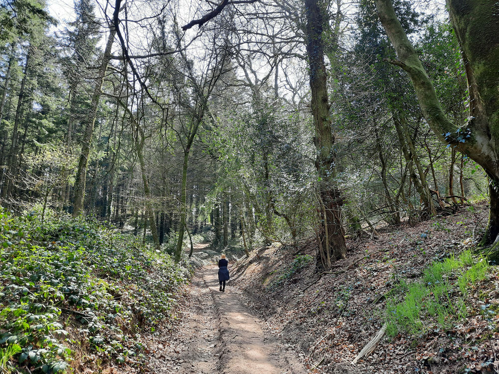 Walter Raleigh's Devon: East Budleigh - Shortwood Common (circular) 4 ...