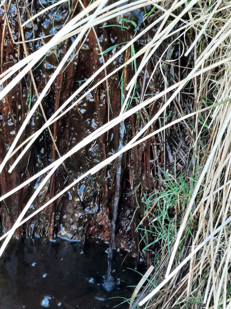 7. Exmoor: Simonsbath to the Source of the River Exe - 6 miles ...