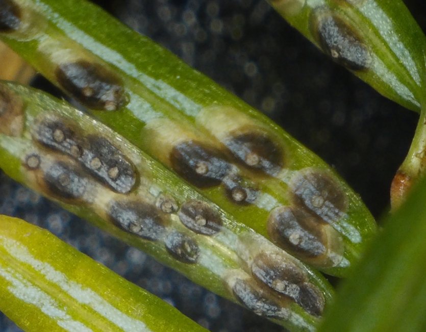 Meeting October 21st: Armored scales: biology and management