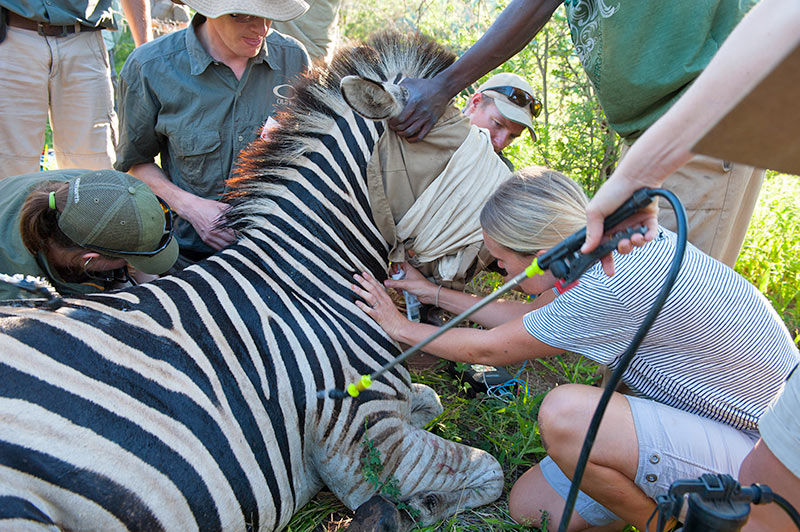 The Zebra that caught Rabies