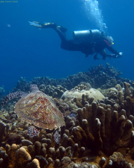 Diving in Bali | Learn to dive | Bali Breizh Divers