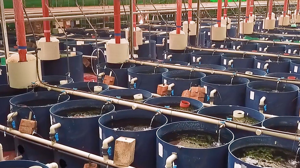 The Evolution of Ornamental Fish Breeding: Balancing Tradition with ...