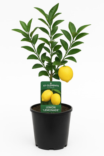 Lemon Lemonade Semi Dwarf | St Clements Citrus