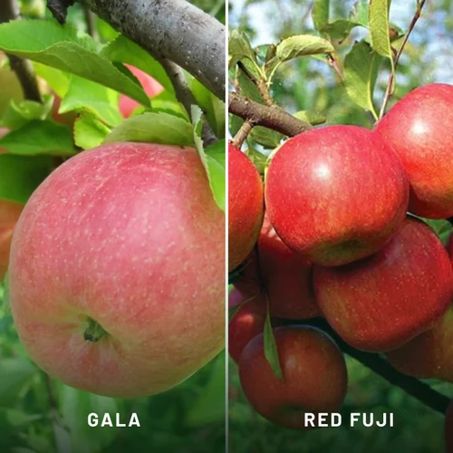 Two Way Apple Gala/ Red Fuji | St Clements Citrus