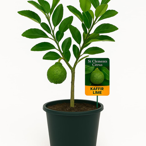 Kaffir Lime Dwarf | St Clements Citrus