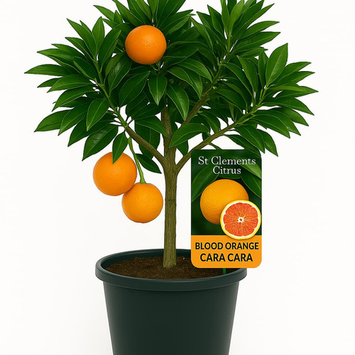 Blood orange cara cara | St Clements Citrus