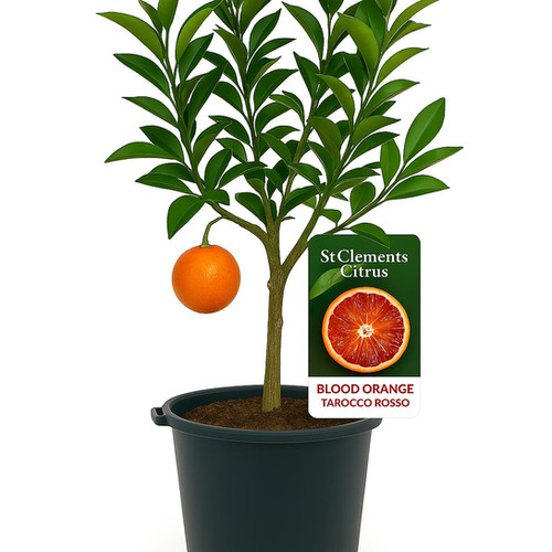 Blood Orange Torocco Rosso Semi Dwarf | St Clements Citrus