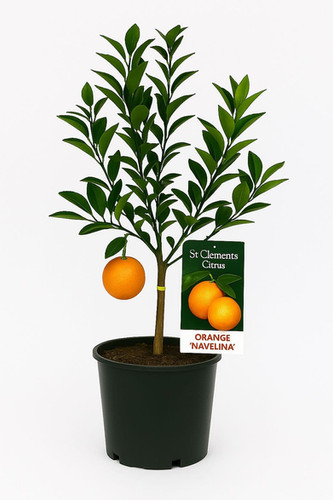 Orange Navelina | St Clements Citrus