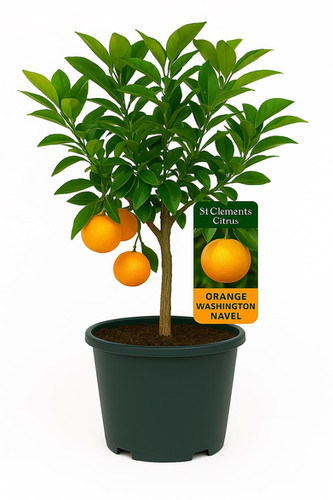 Orange Washington Navel Dwarf | St Clements Citrus