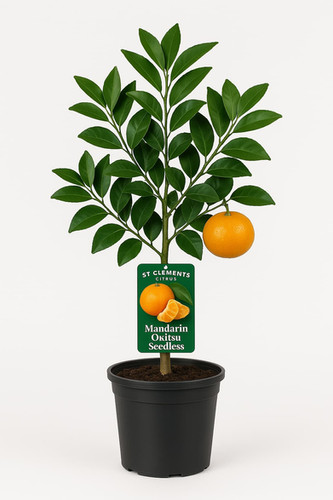 Mandarin Okitsu Seedless Dwarf | St Clements Citrus