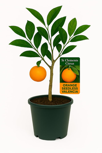 Orange Seedless Valencia Dwarf | Stclements | Perth
