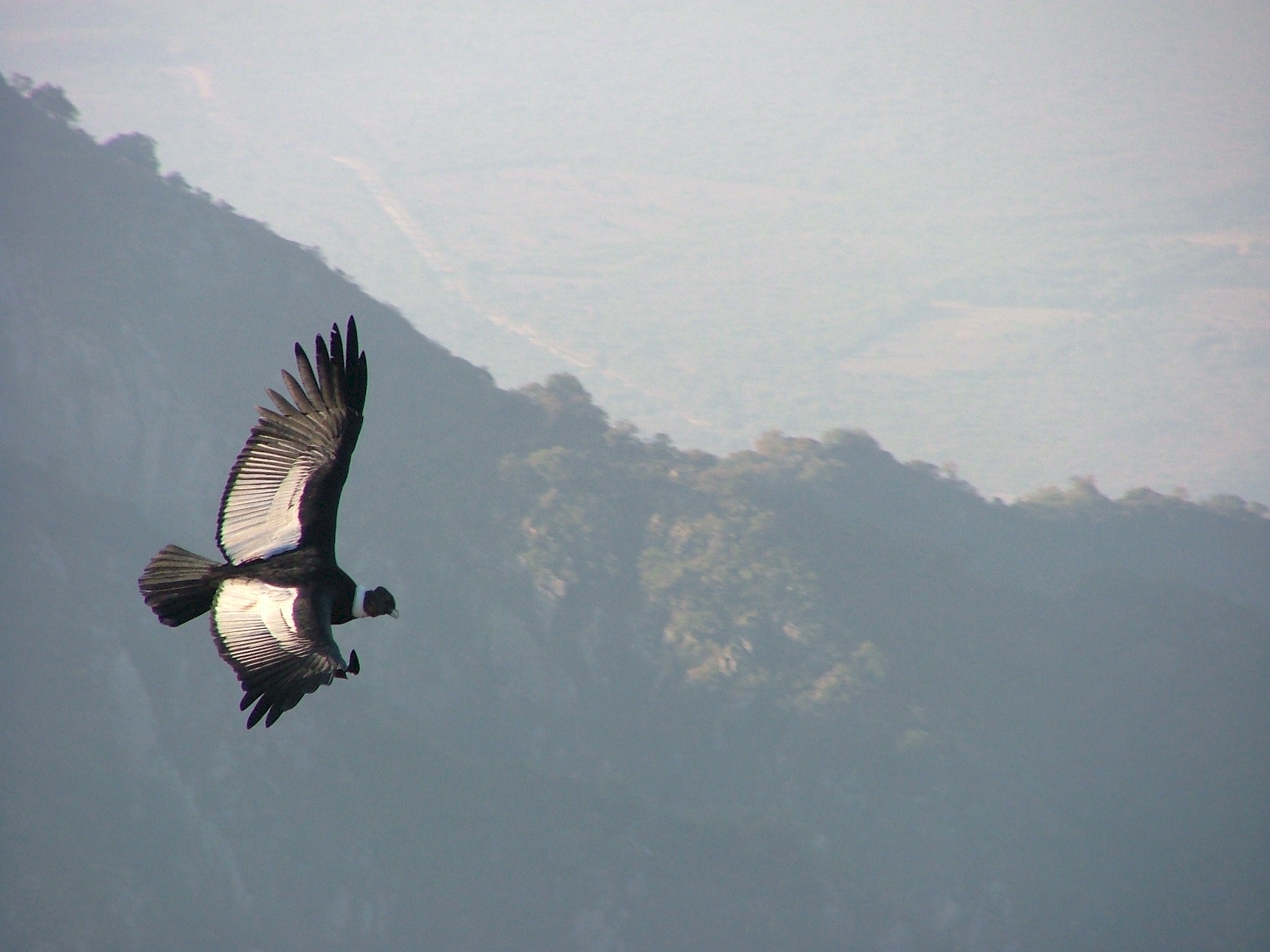 Andean Condor | zcog