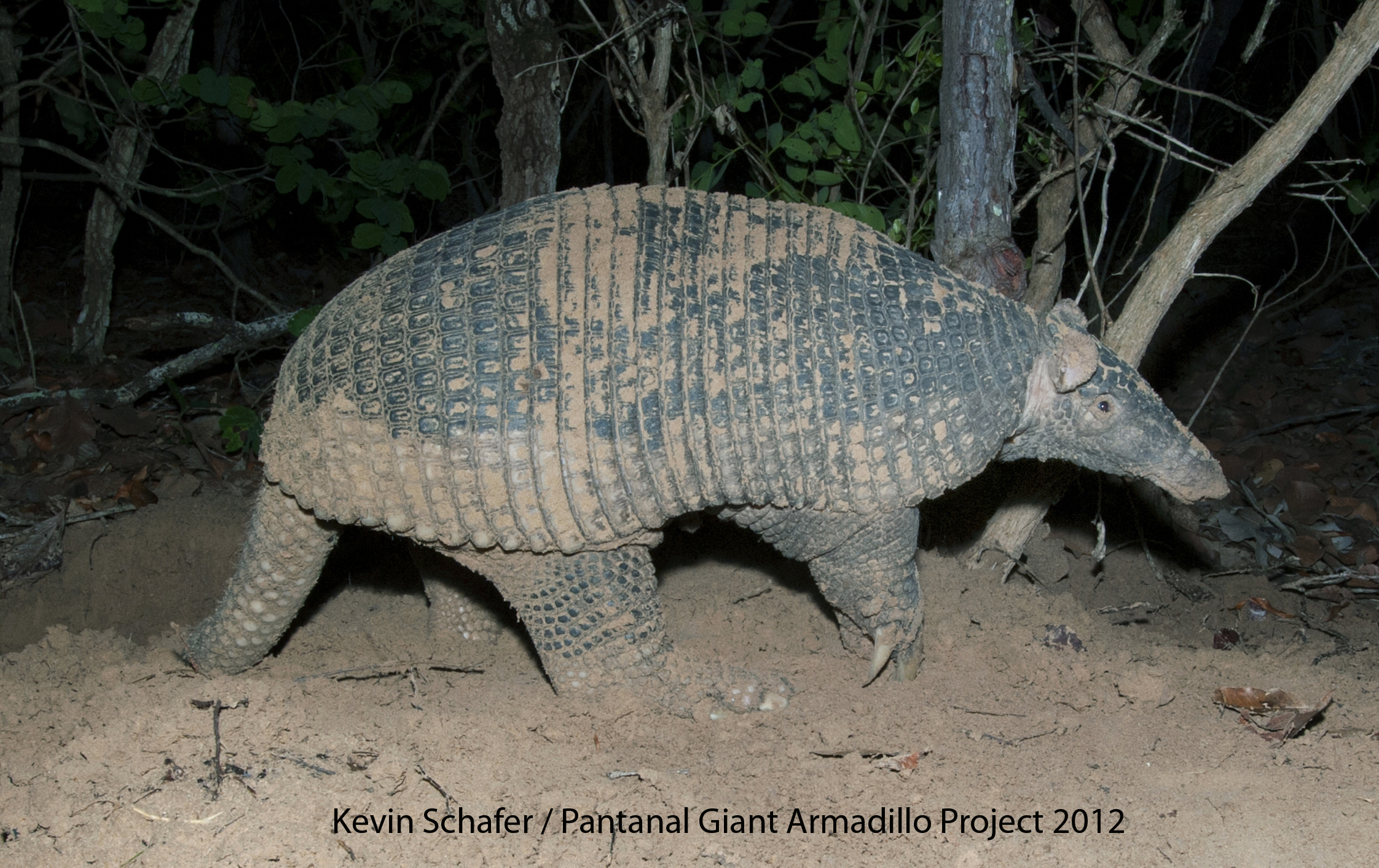 Giant Armadillo | zcog
