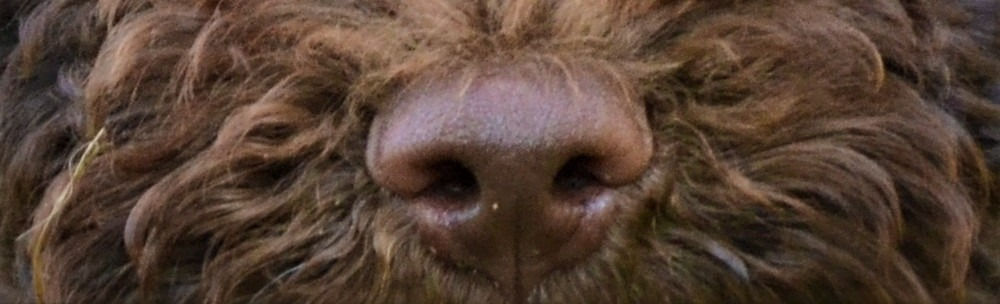 Doing the Truffle Snuffle