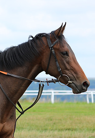 Horses | Ben Haslam Racing