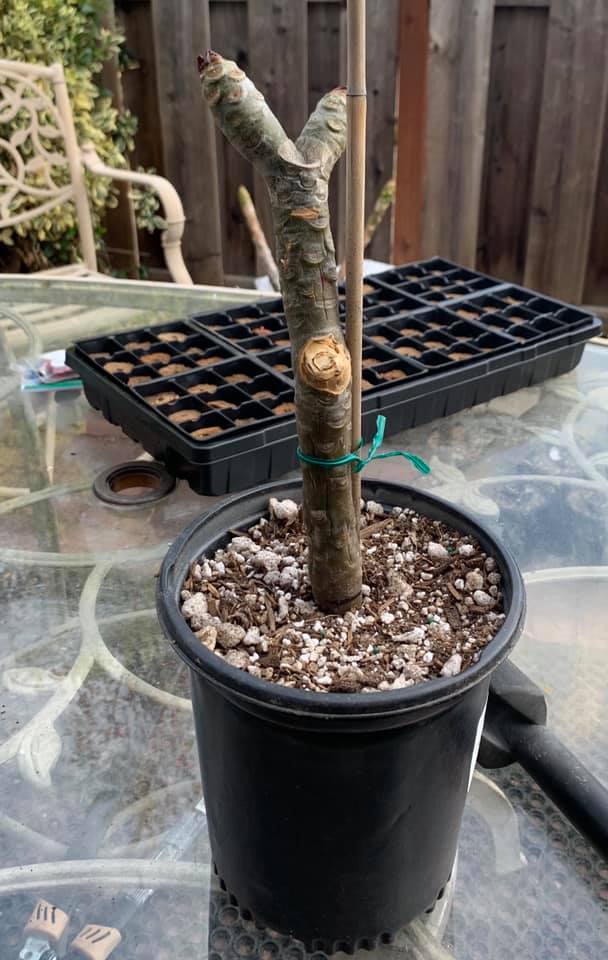 Instructions for Rooting Plumeria