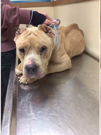 Rescue | Follow Your Heart Animal Rescue | United States