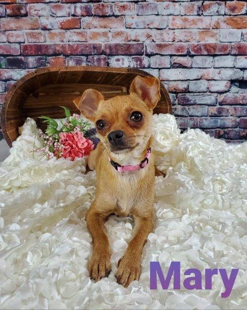 Rescue | Follow Your Heart Animal Rescue | United States