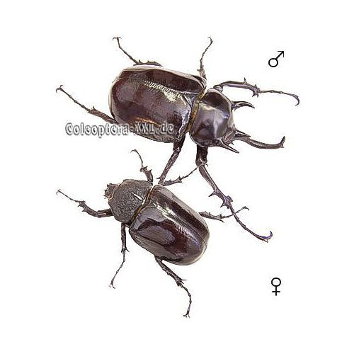 Megasoma mars | Coleoptera XXL