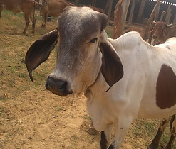 A2 Gir Cow Milk & Milk Products |Delhi NCR| Ksheerdham Dairy Products