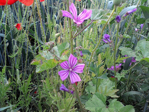 COMMON MALLOW Seeds | WildflowersUK