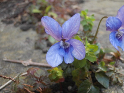EARLY DOG VIOLET Seeds | WildflowersUK