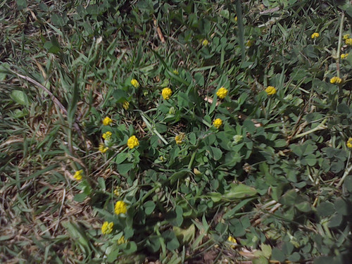 LESSER TREFOIL Seeds | WildflowersUK