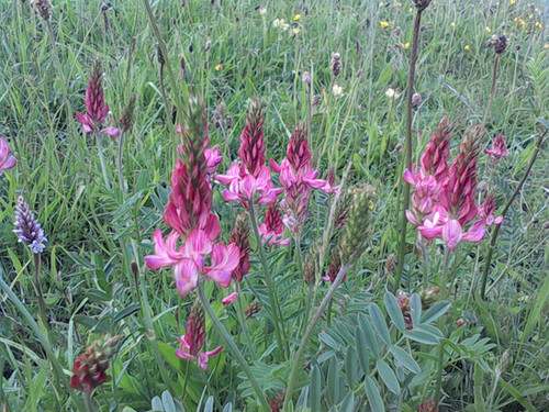 SAINFOIN Seeds | WildflowersUK