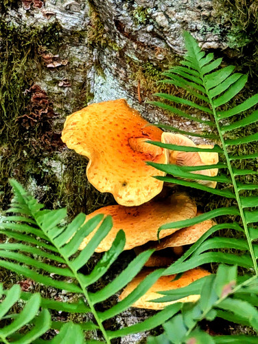 Fungi In The Forest | The World We See