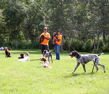 Canadian Gun Dogs | Dog Training, Boarding, and Inukshuk Reseller