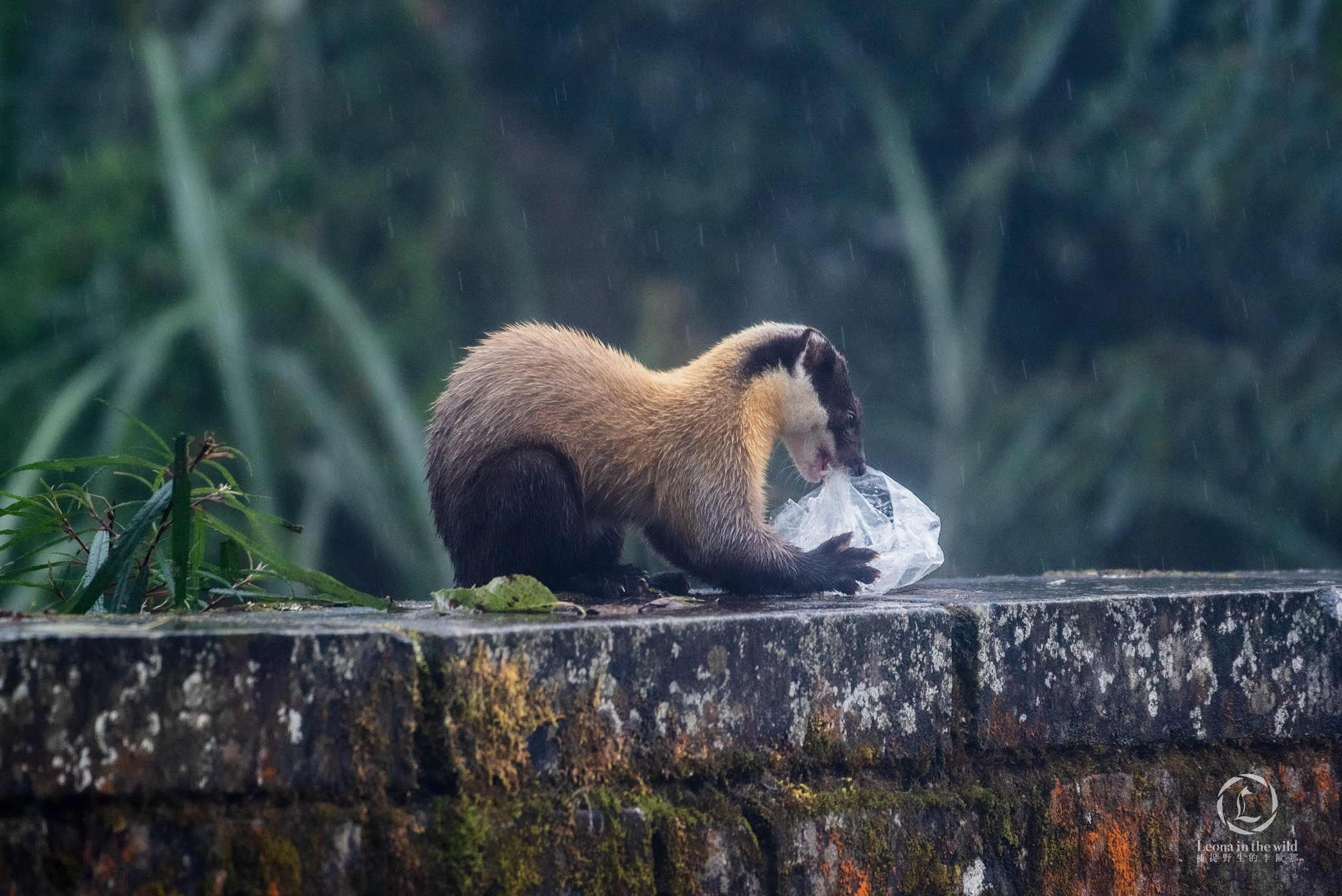 Writing | Leona in the Wild ｜捕捉野生的李歐那