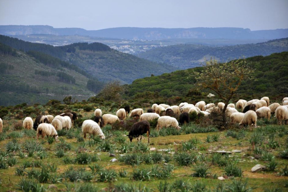 D - 53: Sardinia - twice as many sheep as tourists