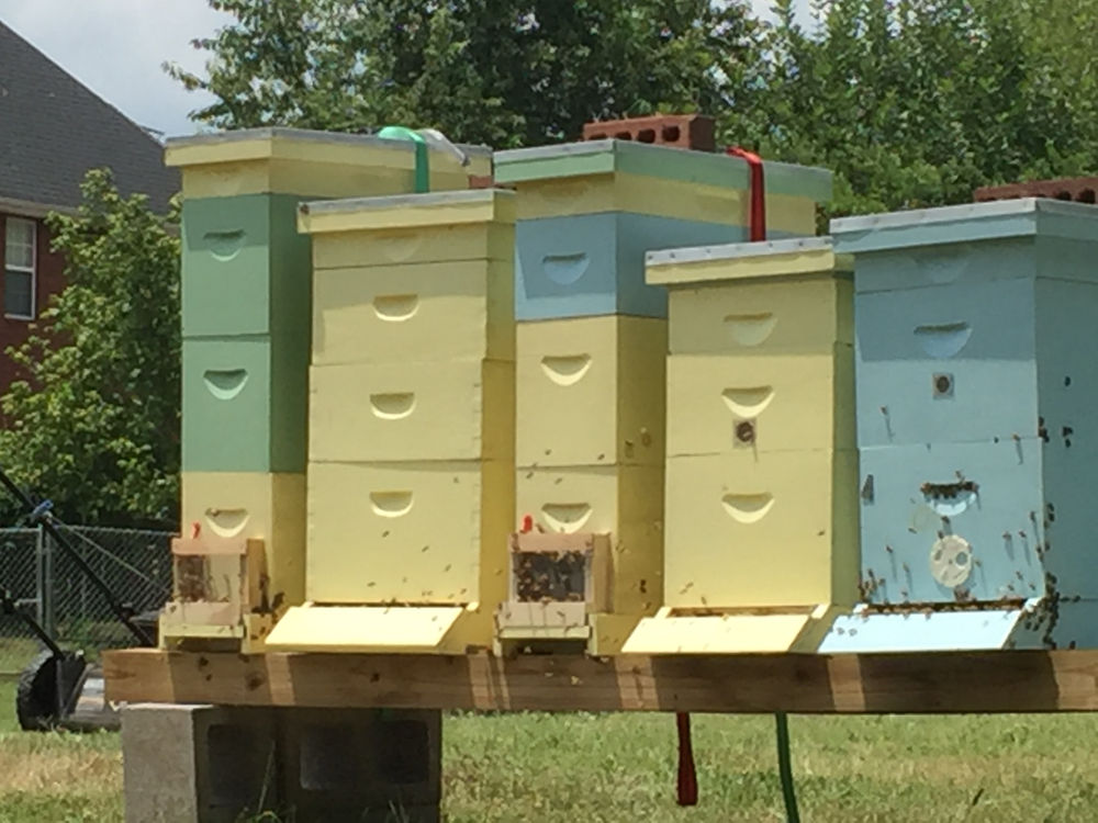 History Of The Beehive history-of-the-beehive