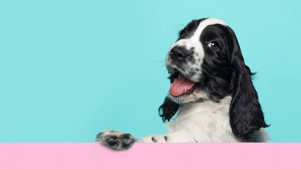 Dia do Cachorro: 23 mensagens para homenagear seu Pet