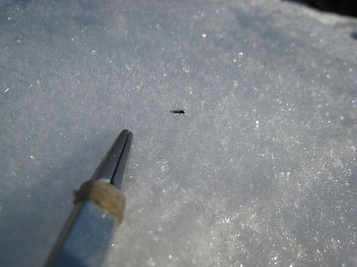 The Insects Of Antarctica - bitbabysite