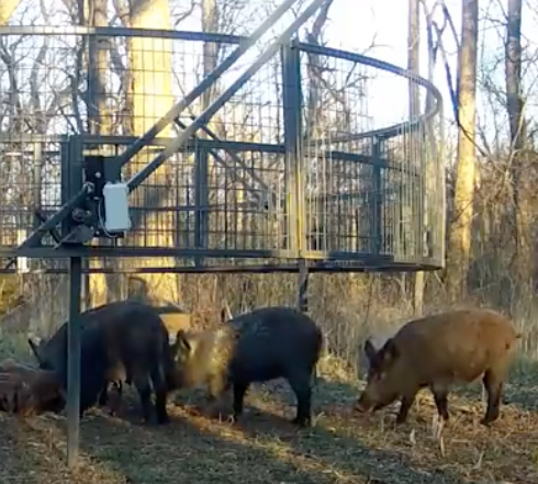 EcoSat helps with trapping feral pigs.