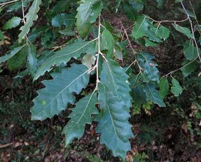 Quercus fontanesii | florasicilia2