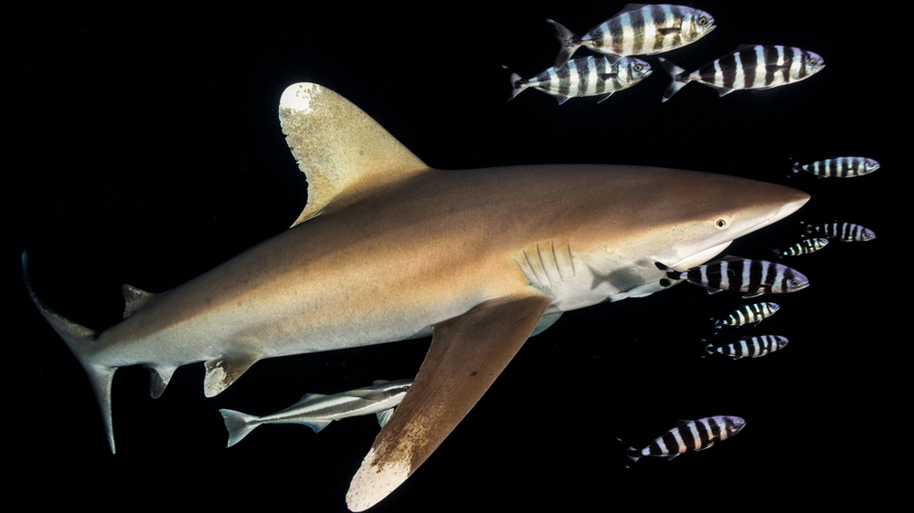 Squalo Pinna Bianca Oceanico (Carcharhinus longimanus)