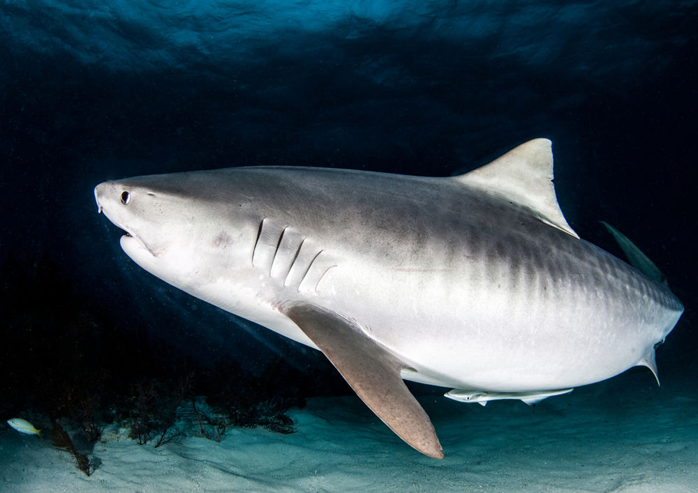 Tiger Sharks - Galeocerdo cuvier